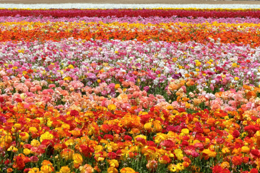 Carlsbad Flower Fields celebrate spring and blooming flowers